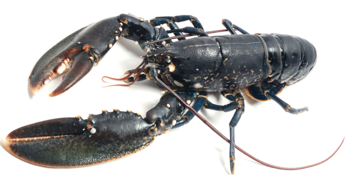 Homard | Guide des espèces