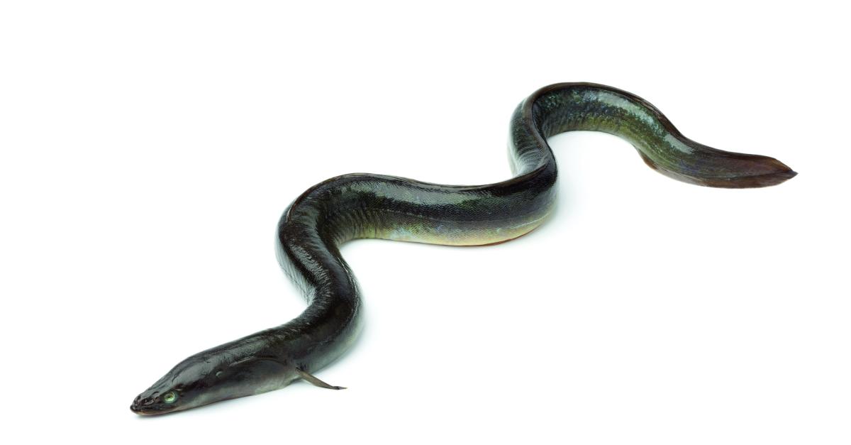 Anguille européenne | Guide des espèces