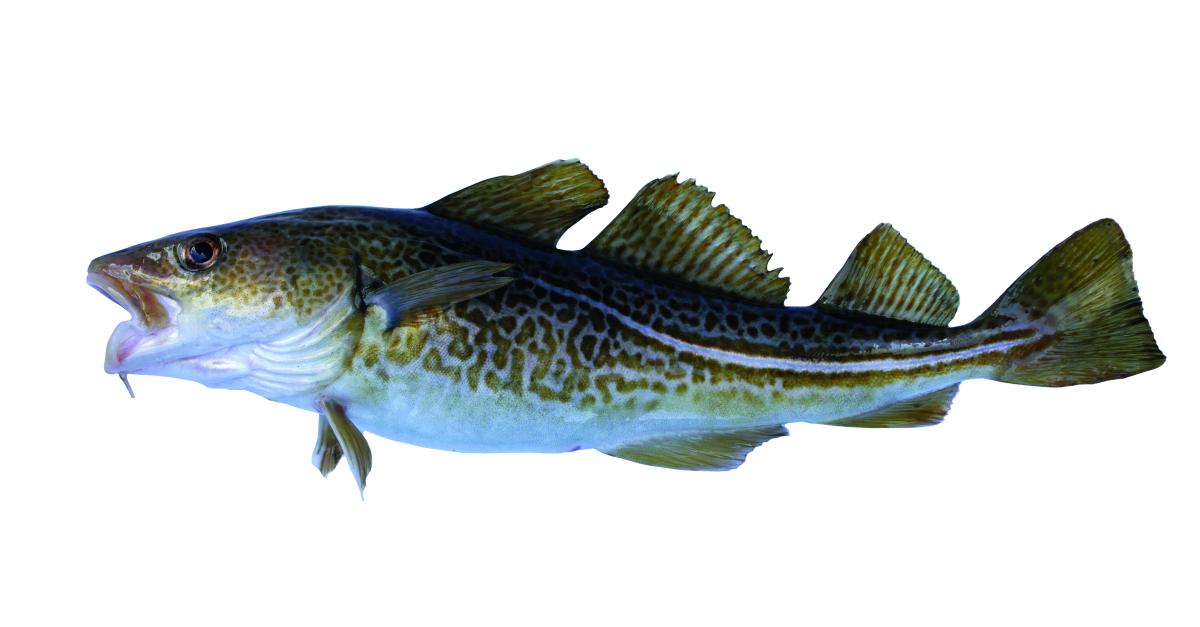 Cabillaud | Guide des espèces